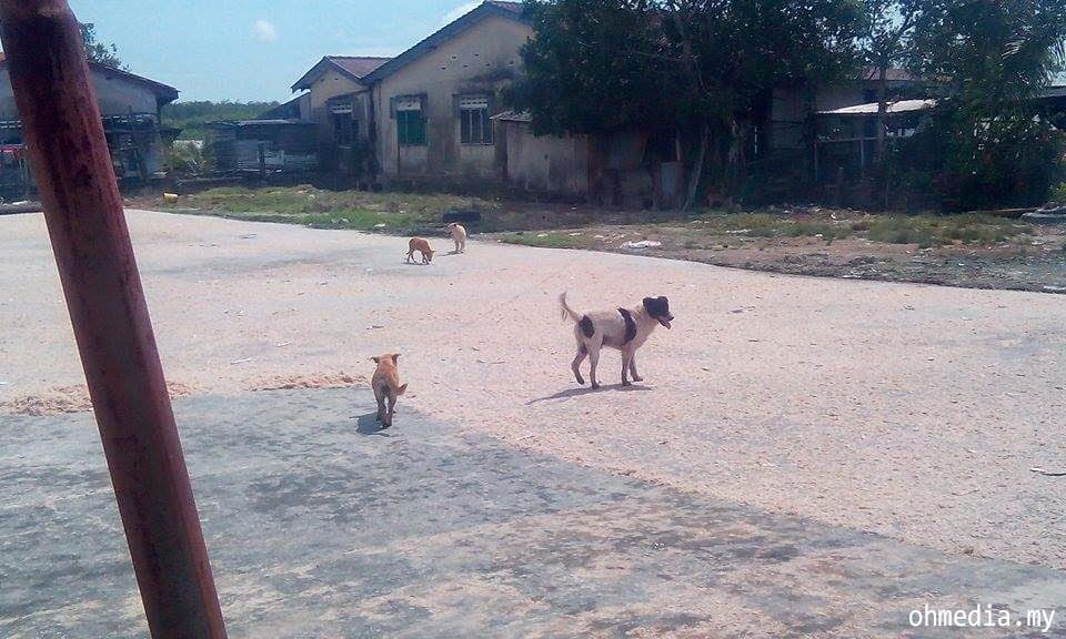 (Gambar) Proses Pembuatan Belacan Yang Menjijikkan | Umum - Oh! Media